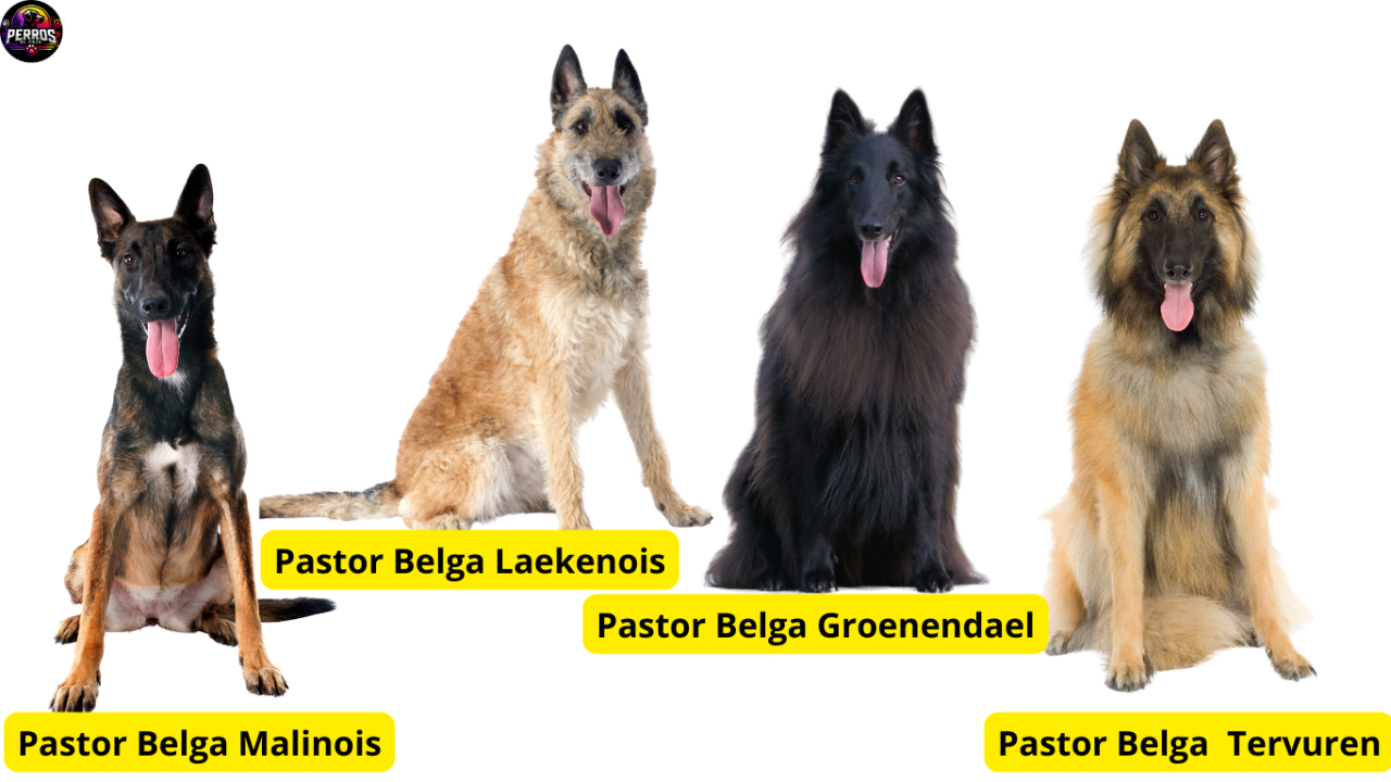 Diferencia entre el Pastor Aleman VS Pastor Belga Malinois - Perros de Raza